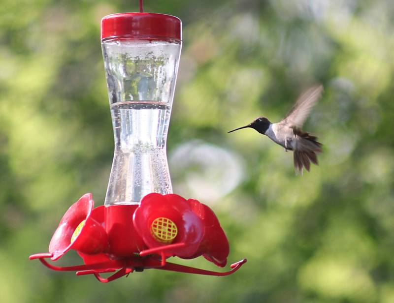 How To Make Hummingbird Food
