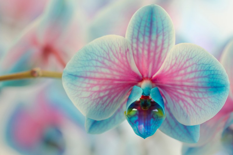 8 Popular Types of Orchids - Oola
