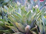Agave Benefits And How To Use It