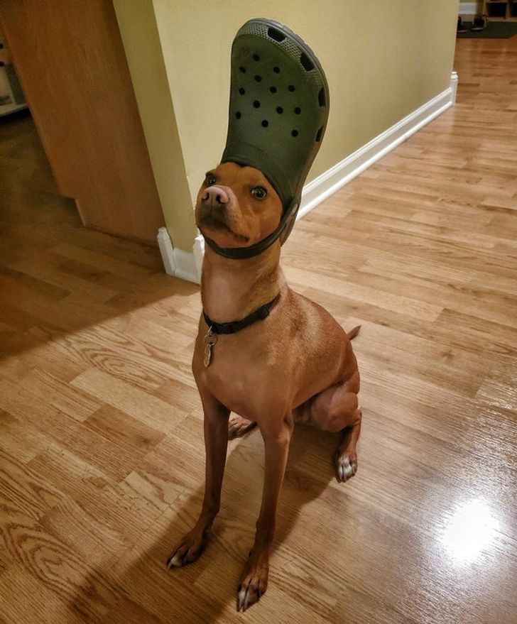 17 Pics of Dogs with Crocs on Their Flippin' Heads - Oola