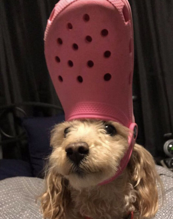 17 Pics of Dogs with Crocs on Their Flippin' Heads - Oola