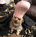 17 Pics of Dogs with Crocs on Their Flippin' Heads - Oola