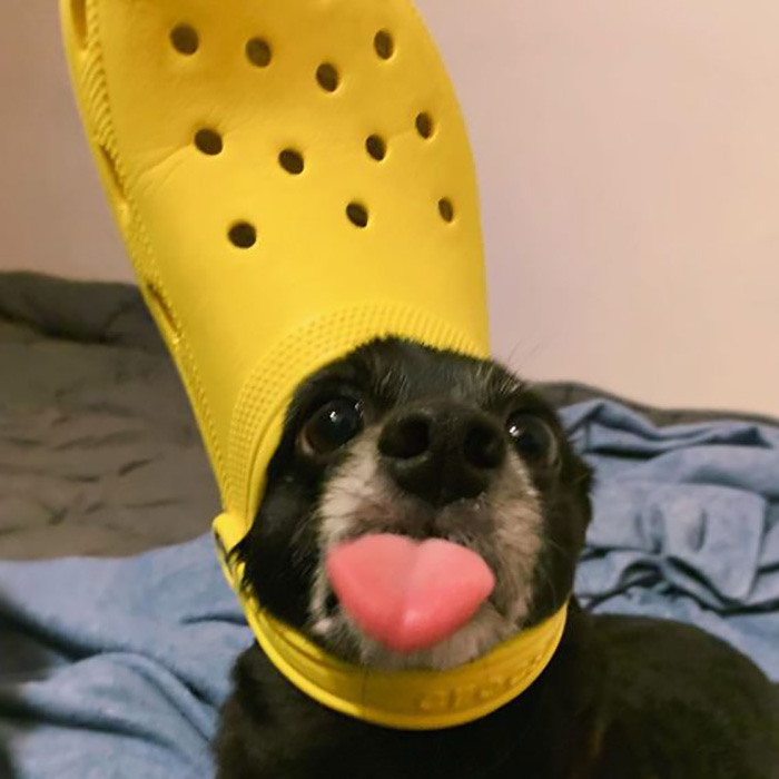 17 Pics of Dogs with Crocs on Their Flippin' Heads - Oola