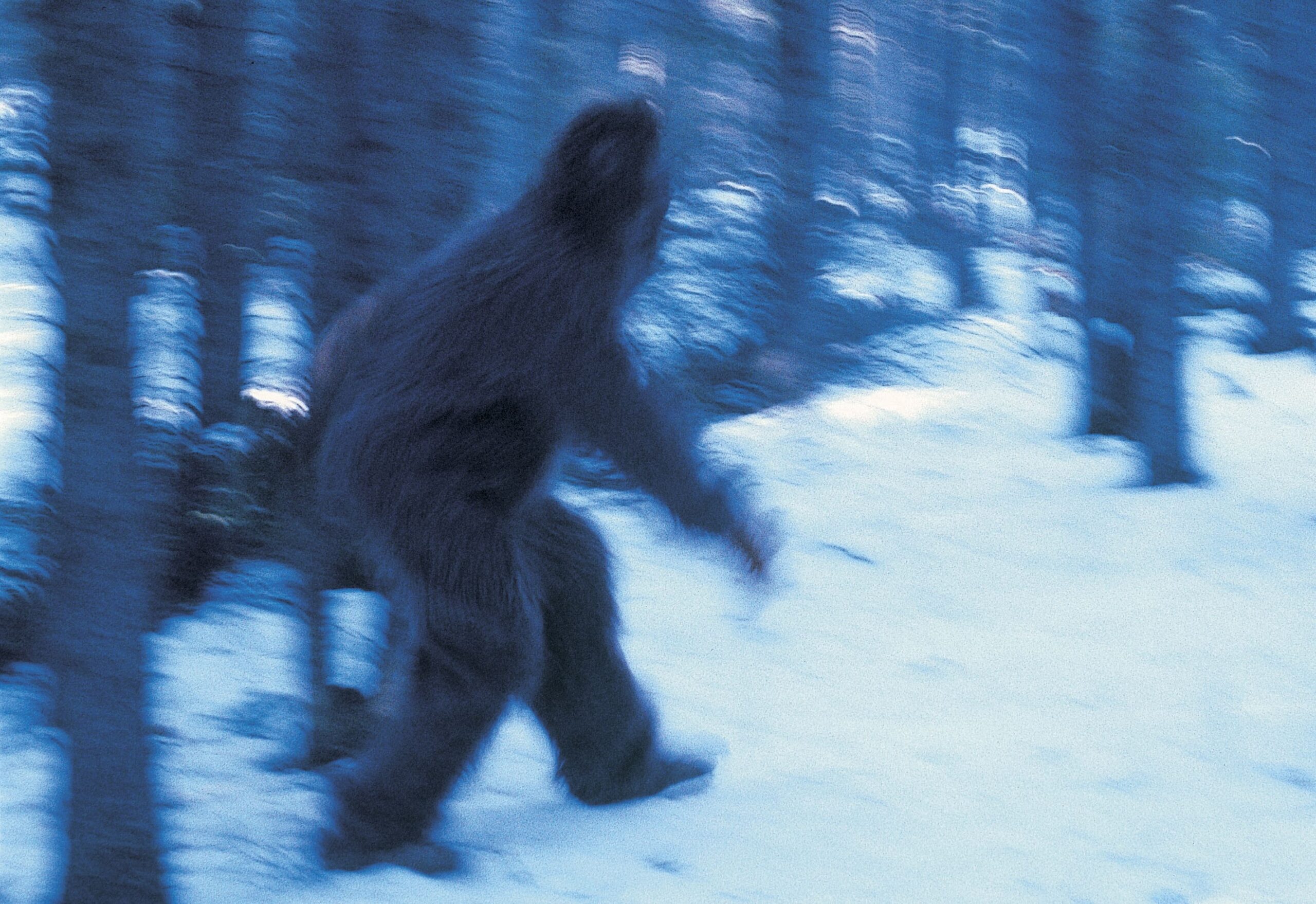 The Clearest Photos of Bigfoot to Date - Oola